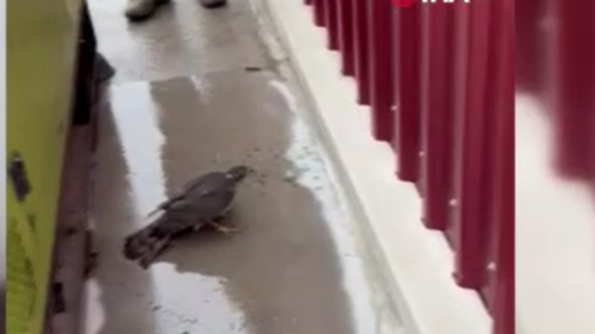 Beypazarı’nda yaralı atmacaya şefkat eli: Tedavi altına alındı