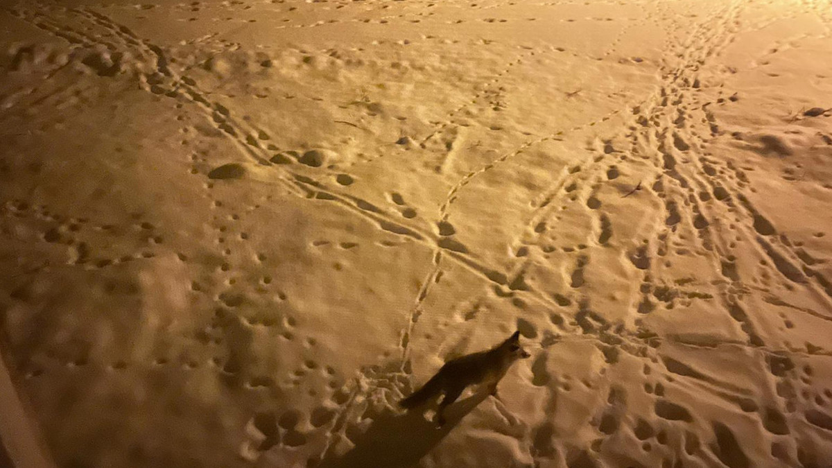 Kızılcahamam’da aç kalan tilki köy evlerinin yakınına indi!